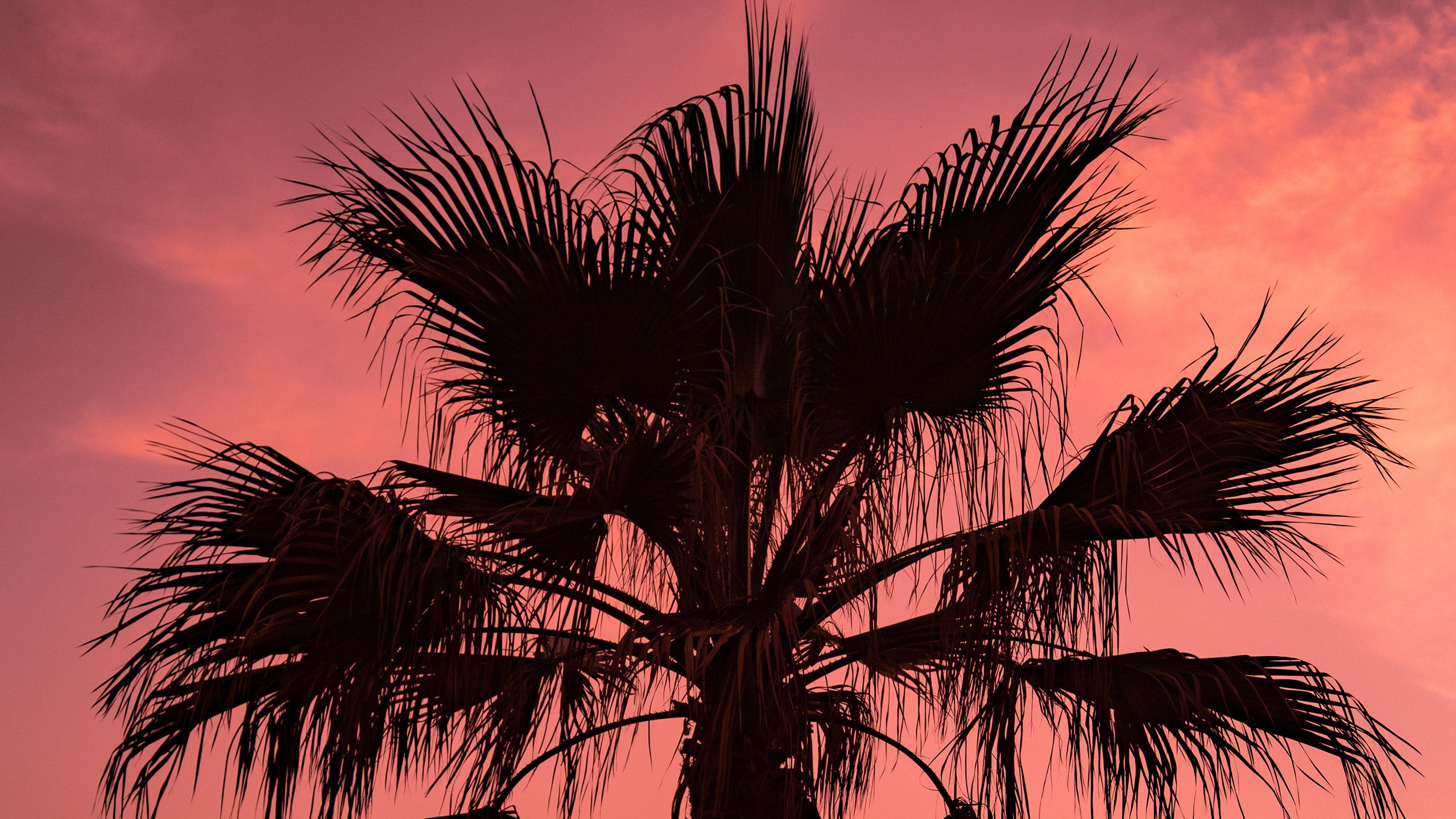 Online Exclusive: BN3TH Palm – BN3TH.com